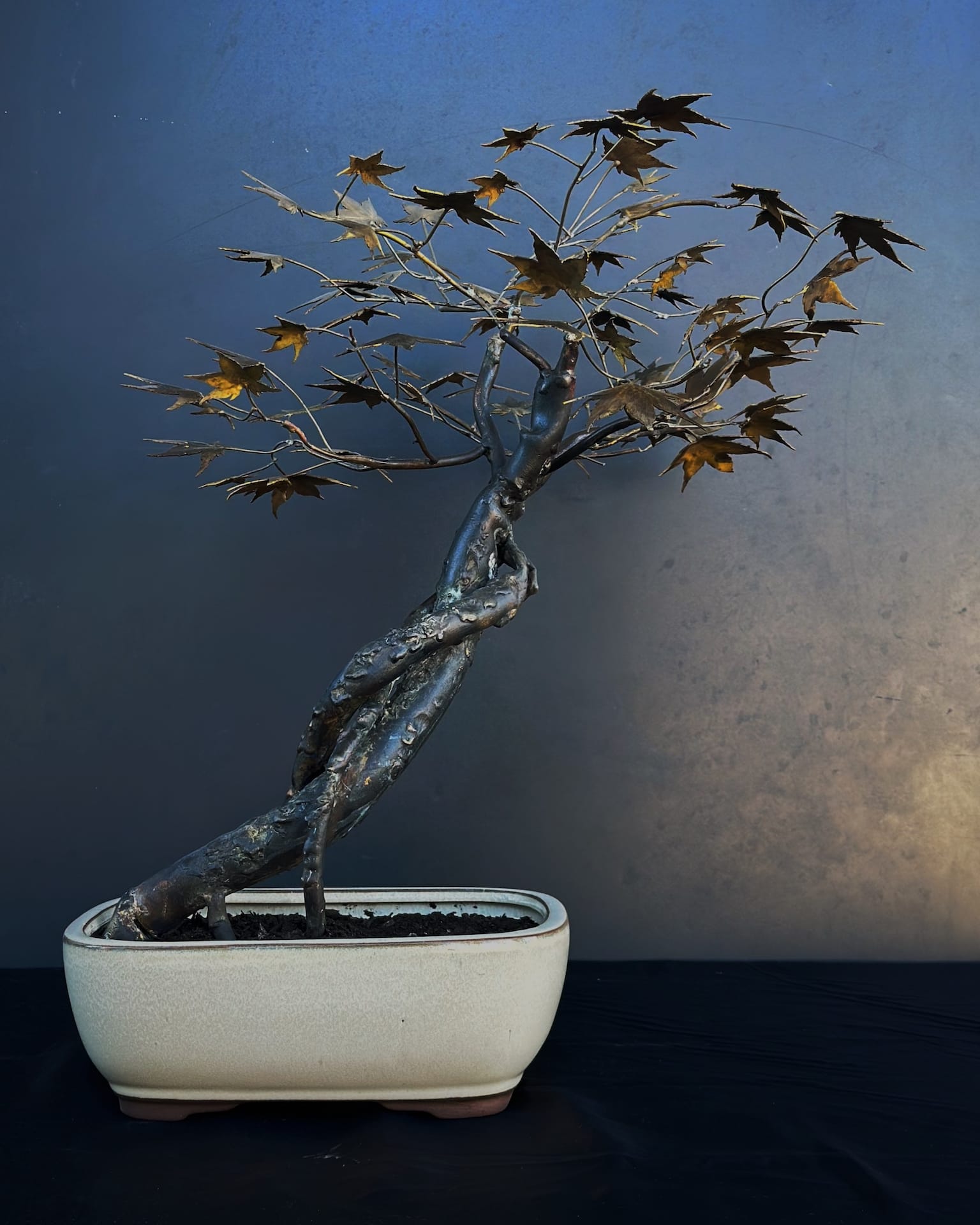 Acero Bonsai - Barone Italia